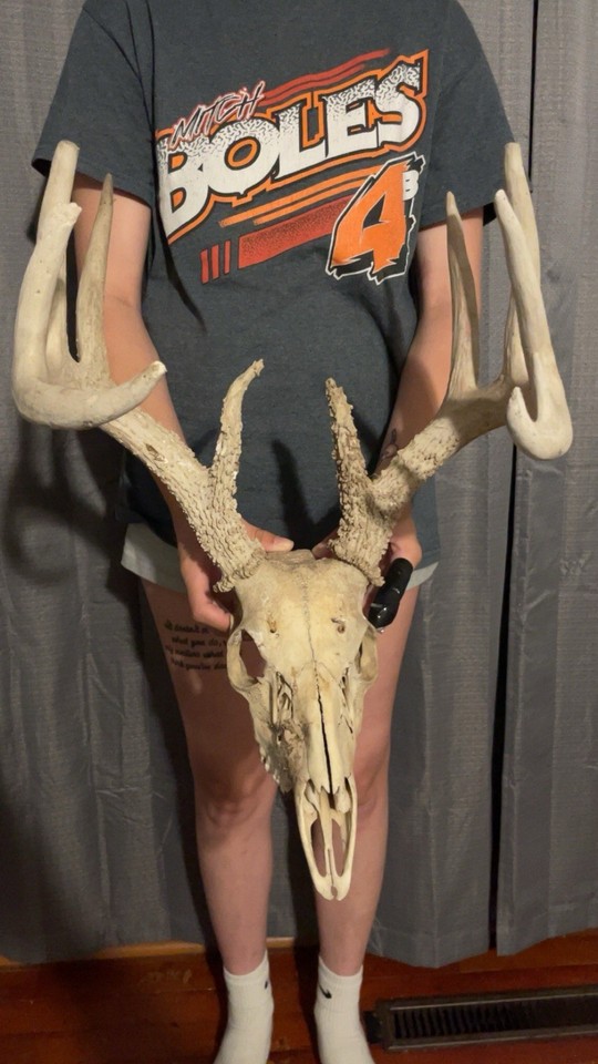 Big Wild Iowa 11 Point Whitetail Deer Antlers Skull weathered | eBay