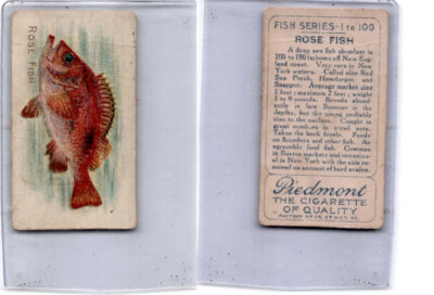 T58 American Tobacco, Fish, 1910, Rose Fish (A47) | eBay