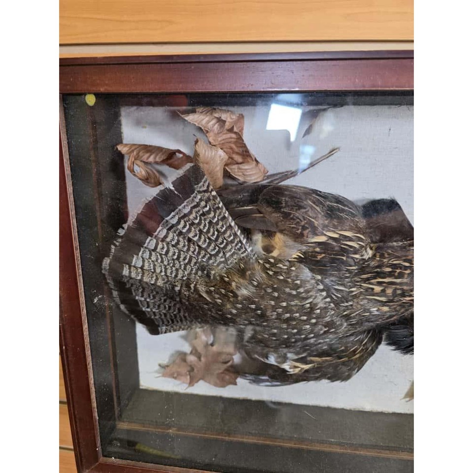 JTV272 - Grouse Shadow Box Taxidermy Mount | eBay