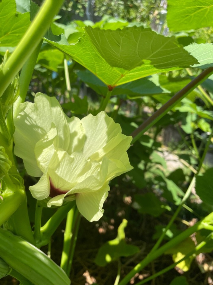 40+ Louisiana 16 Inch Longhorn Okra Seeds Longest Most Robust Pods ...