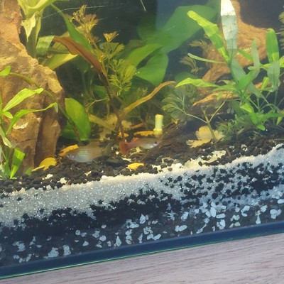 5 guppy And Molly And Platys (fry) unsexed | eBay