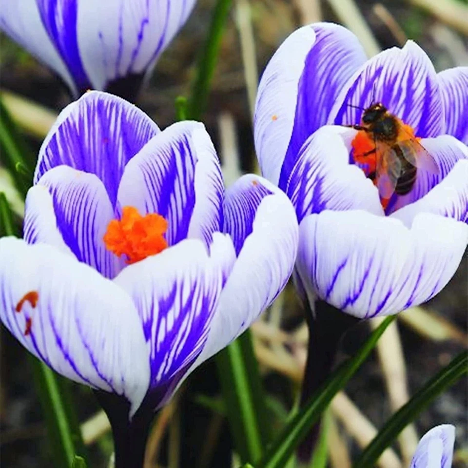 Crocus Bulbs for sale | eBay
