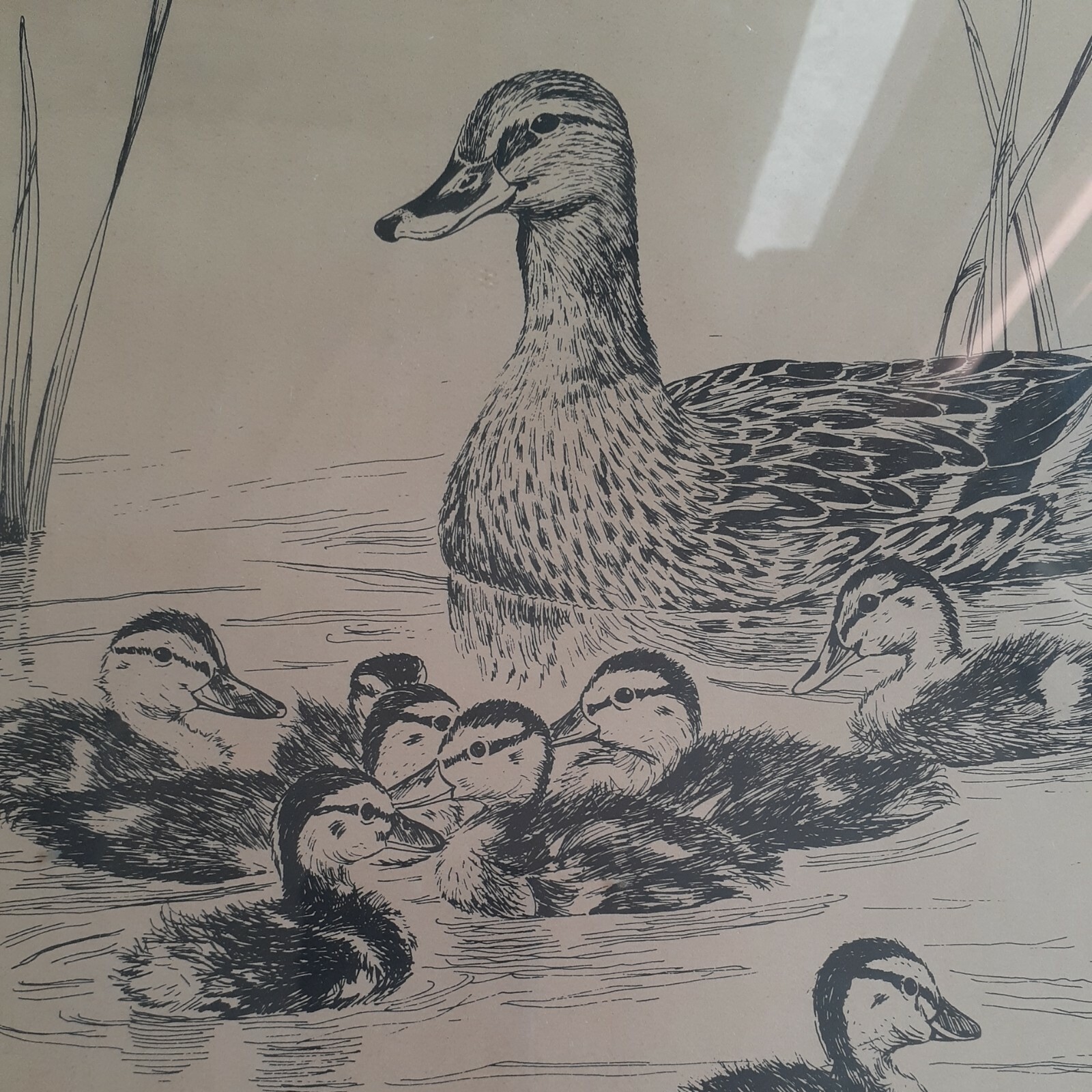JANE PARTIN SIGNED 72/500 COLONIAL WILDFOWL GUILD OF VIRGINIA: Print of ...