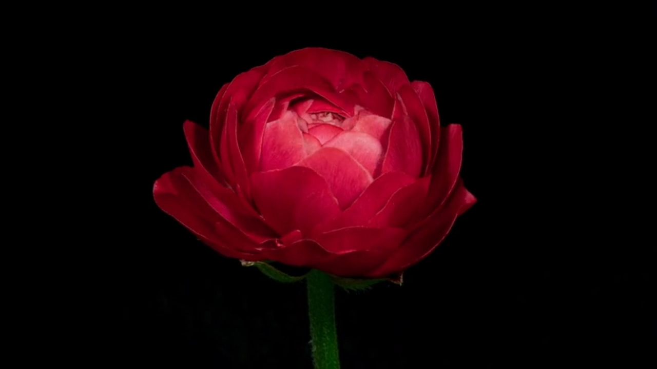 20x Ranunculus Asiaticus PURPLE Summer Flowering Bulbs Rare Garden ...