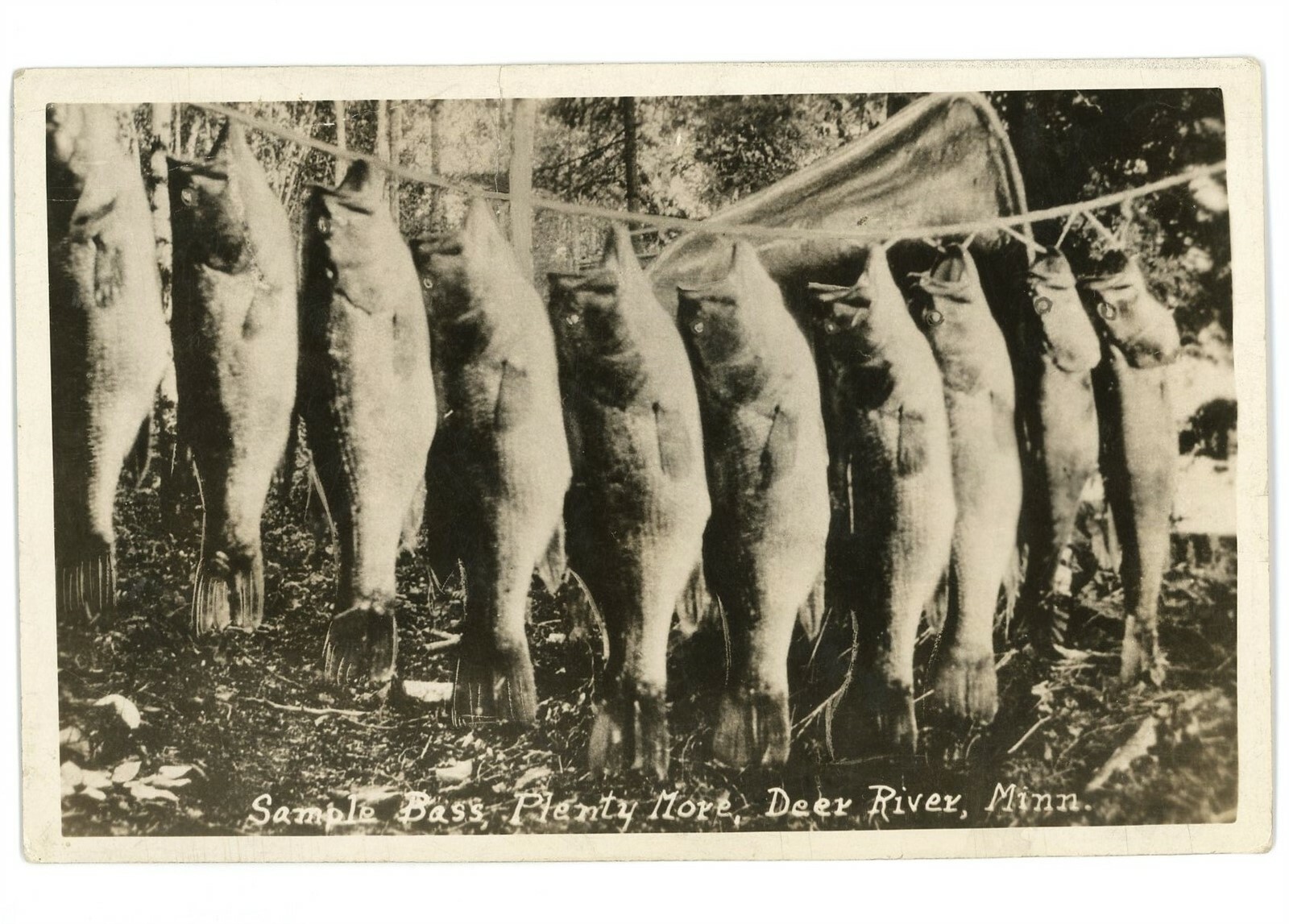 RPPC Sample Bass Fish Exaggeration DEER RIVER MN Minnesota Real Photo ...