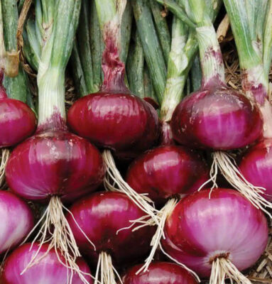 BURGUNDY ONION SEEDS Winter Hardy Red Onion Seeds Heirloom Vegetable ...