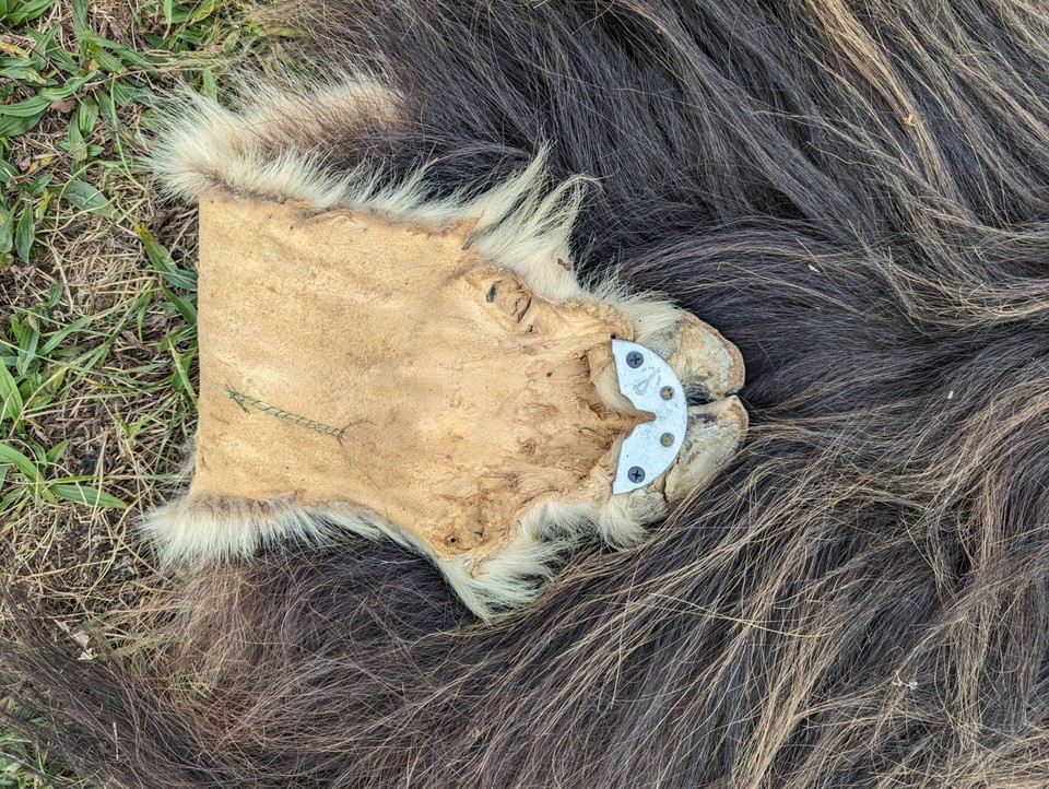 Fantastic Musk Ox Rug Taxidermy Wall Mount Hunting Cabin Decor Lodge | eBay