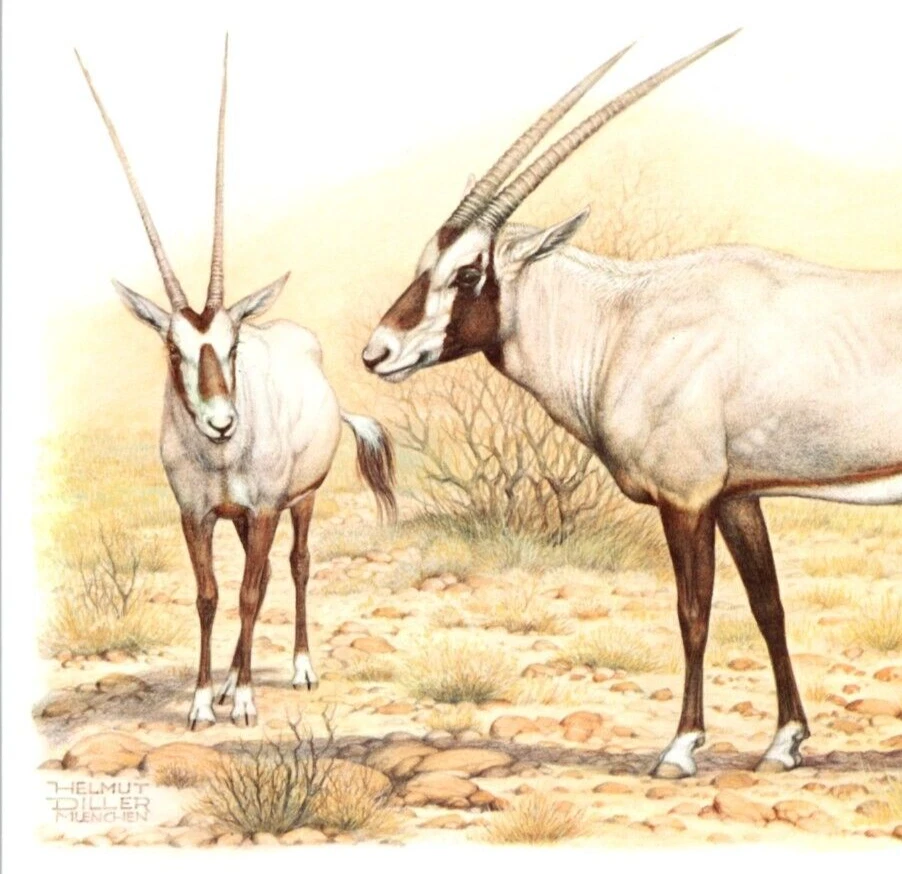 Arabian Oryx Unicorn
