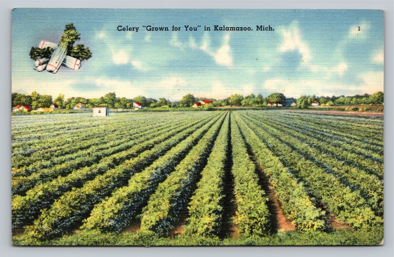 Postcard Celery Field Fields Kalamazoo Michigan Vintage 1 Cent Stamp ...
