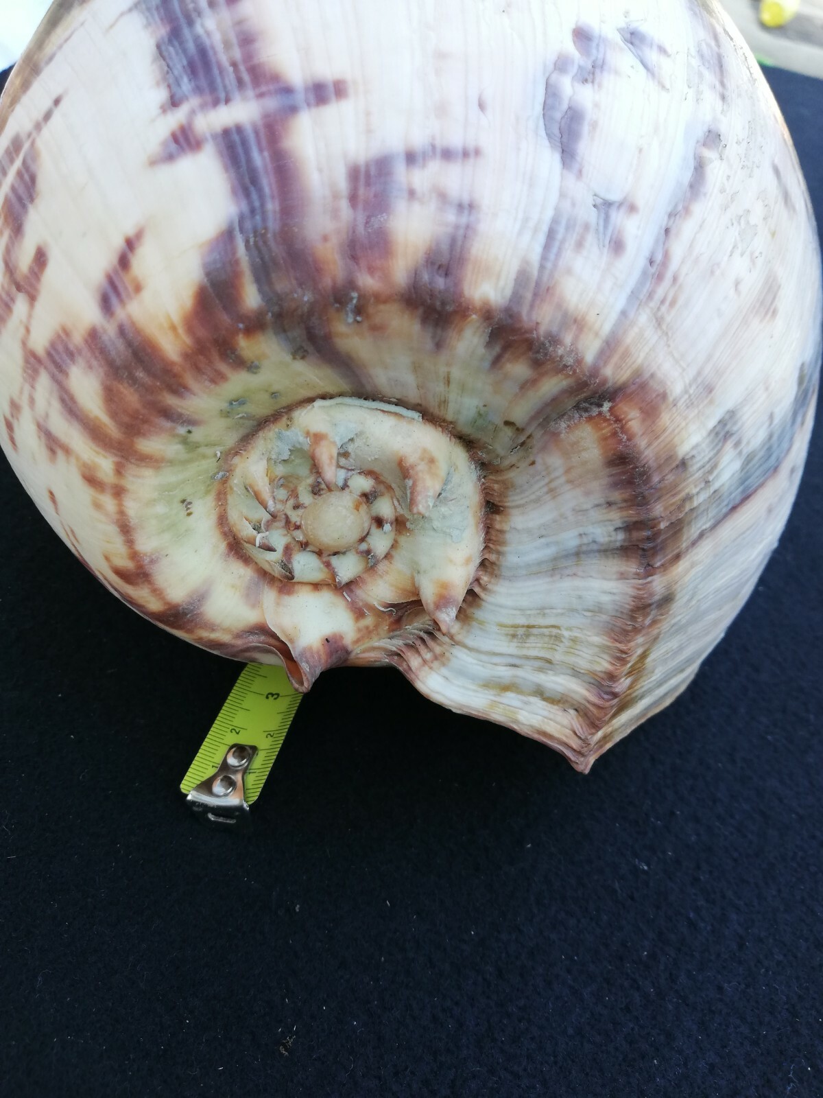 Melo amphora 360 mm very large seashell | eBay