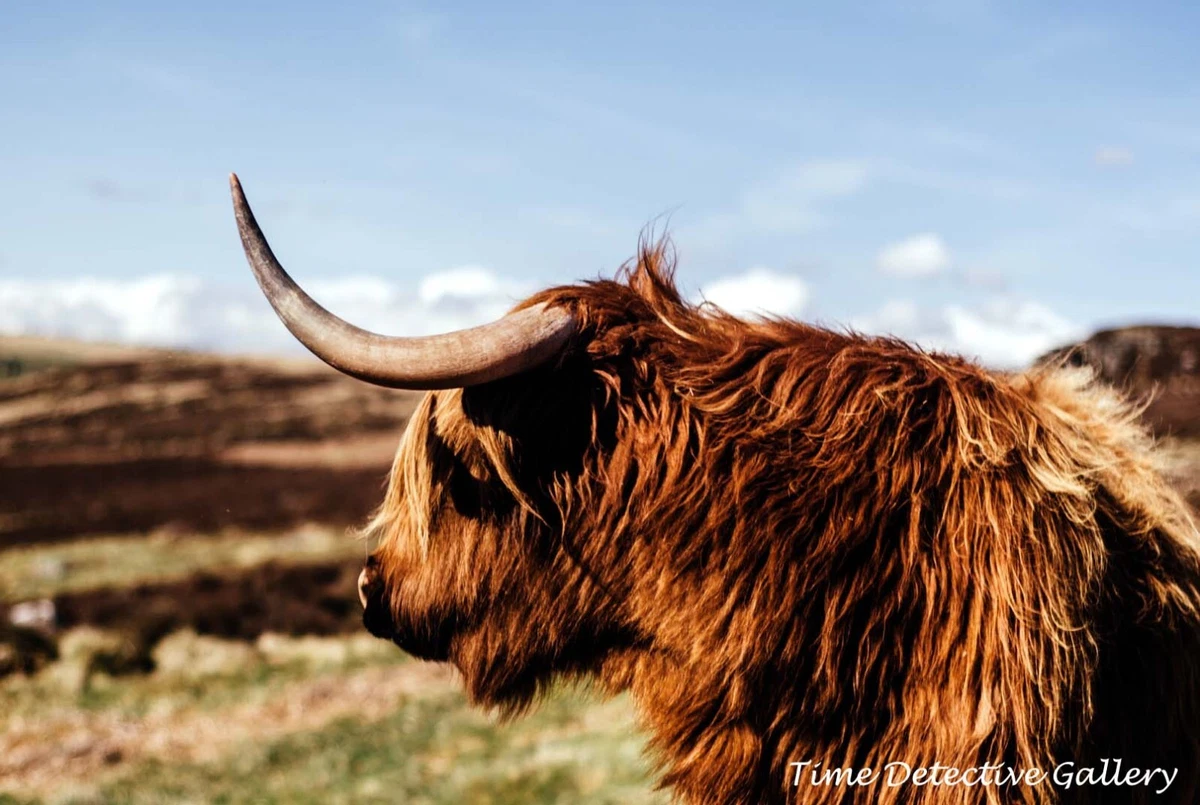 Gallery Of Scottish Highlander Cattle