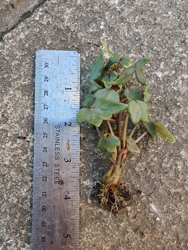 Begonia dregei Caudex Bonsai Rare Houseplant Easy Care Bareroot ...
