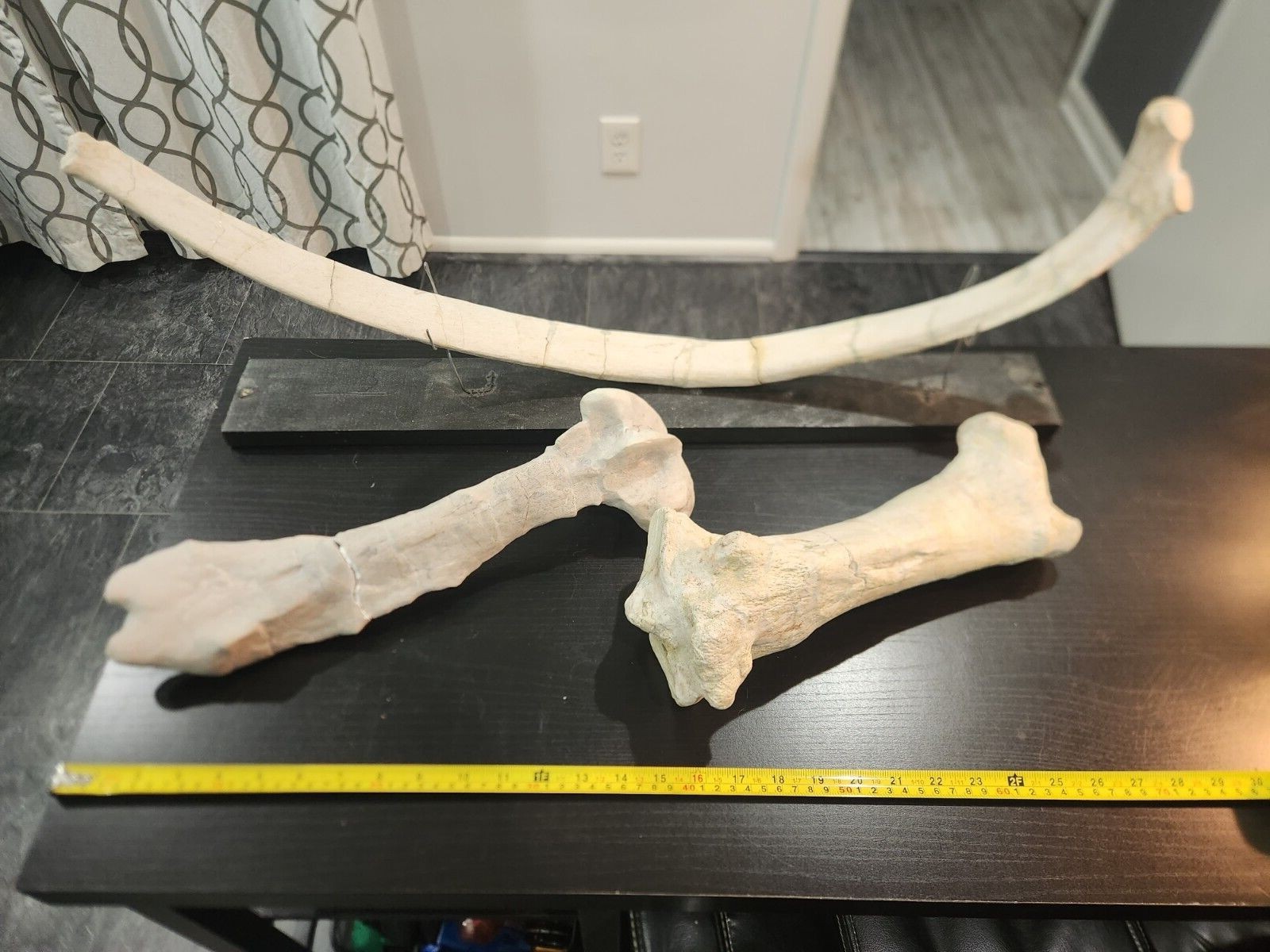 Titanothere Titanotheriidae Subhyracodon Oligocene Nebraska Fossils | eBay