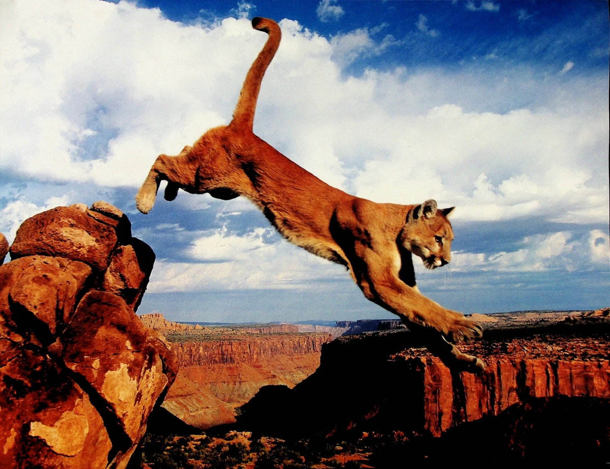 Mountain Lion Pouncing