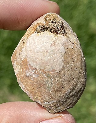 Fossil Brachiopod Oleneothyris harlani New Jersey Paleocene Vincentown ...