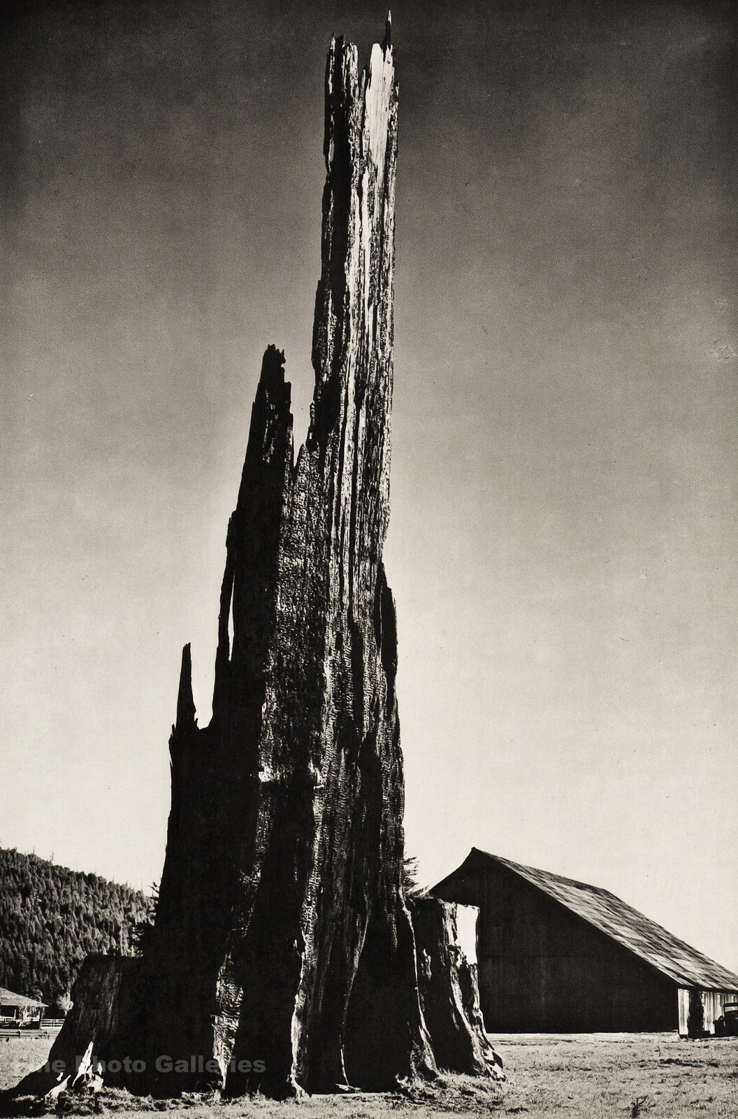 1964 Vintage ANSEL ADAMS Burned Redwood Tree And Barn Landscape Photo ...