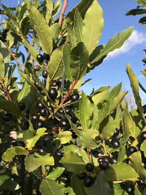 Bay Seeds X 5- Grow Your Own Bay Leaf Tree - Quick Sale Plant Autumn ...