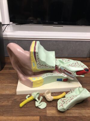 Giant Ear Model Anotomical Human Model | eBay
