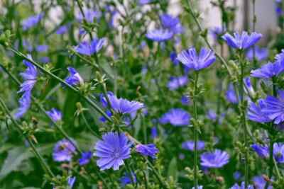 Chicory Seeds 200+, Italian Dandelion, NON-GMO Deer Plot Coffee Weed ...