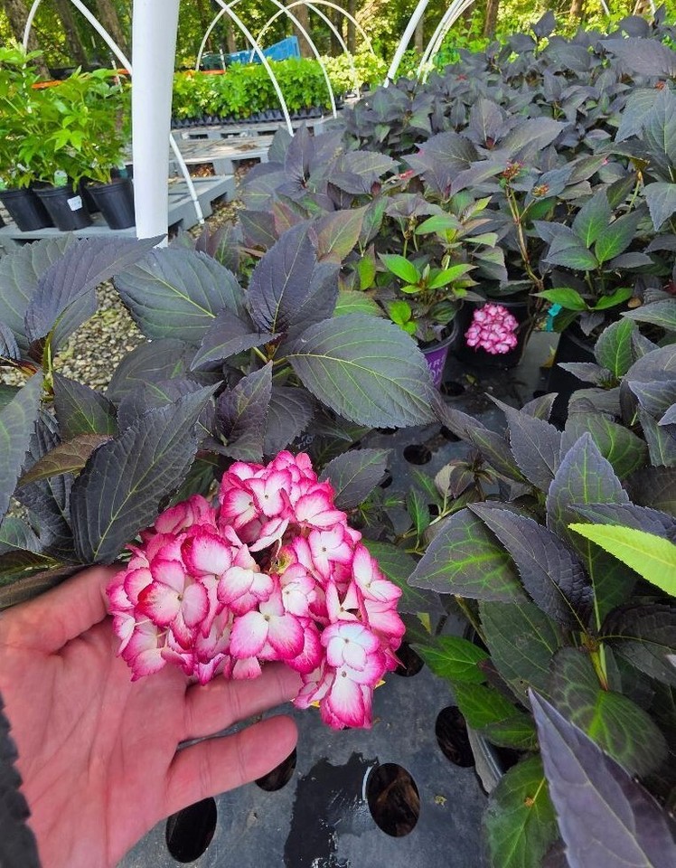 First Editions® Eclipse® Bigleaf Hydrangea - Live Plant - Full Gallon Pot | eBay