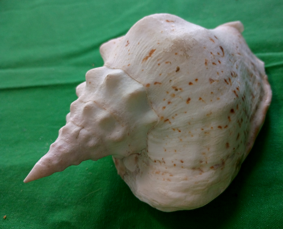 Strombus thersites #M0618 Japan 128mm | eBay