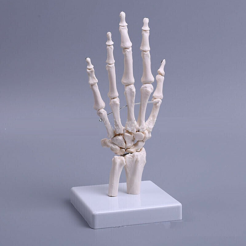Medical Hand Joint Model Medical Anatomical Joint Study Skeleton ...