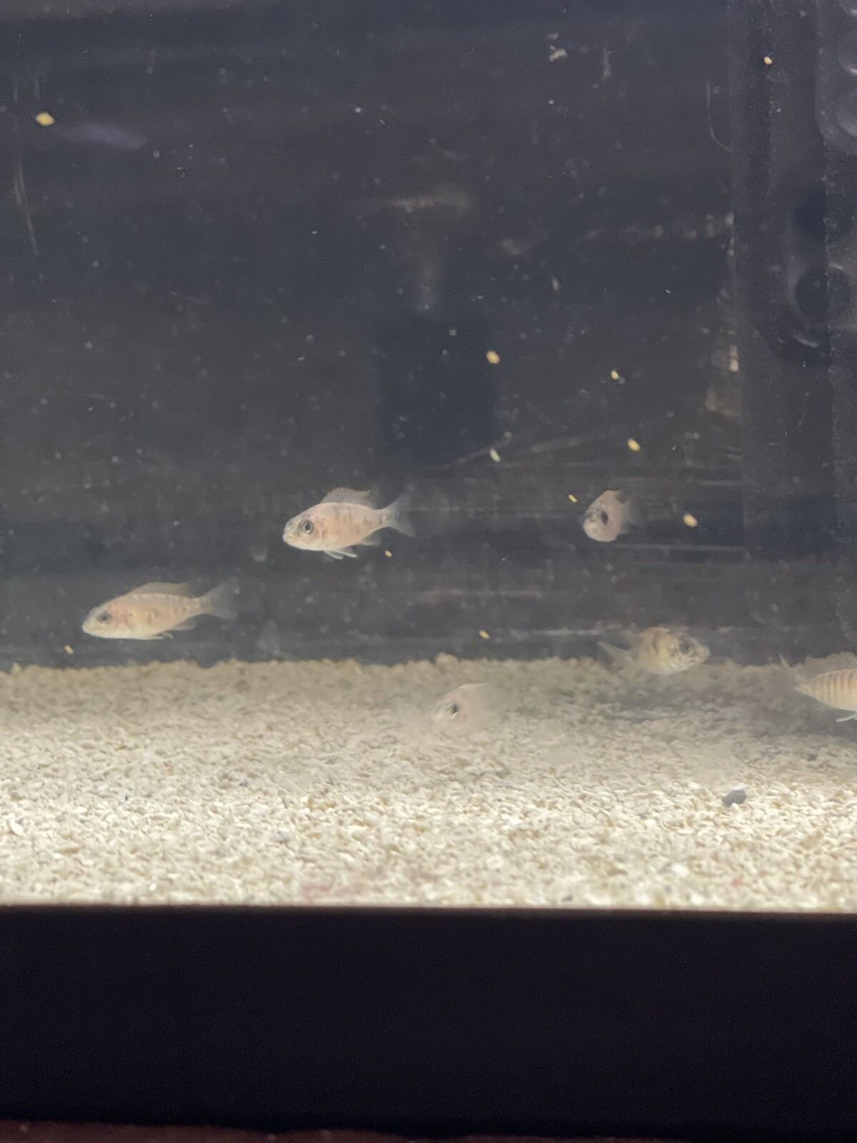 OB Dragon Blood Peacock cichlid unsexed juveniles 1-2inch-german line ...