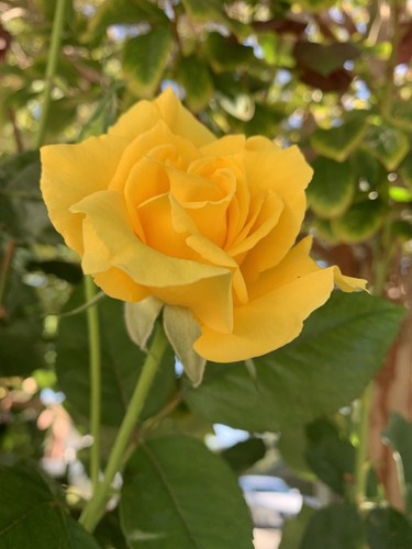 Radiant Perfume Rose, Fragrant Large Yellow Rose - 5 unrooted stems for ...