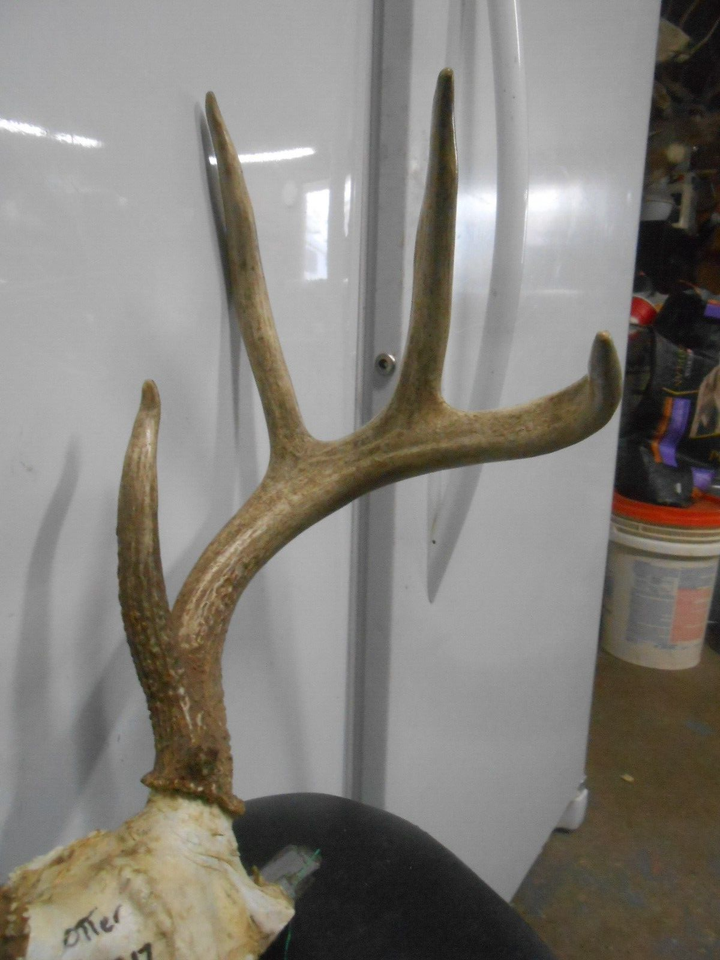 4x4 Wild WHITETAIL DEER RACK Antlers mule mount taxidermy elk cape ...