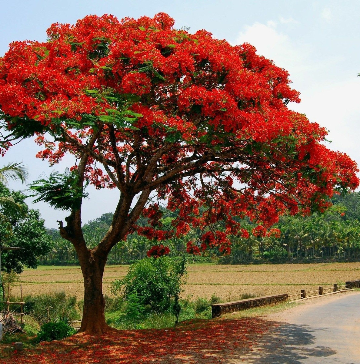 Flamboyant Tree Tattoo