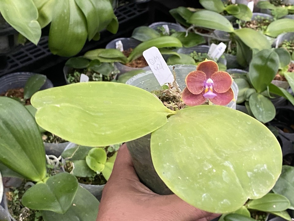 Original Phal Phalaenopsis Mainshow Colourful x (hieroglypica x Ld Bear ...