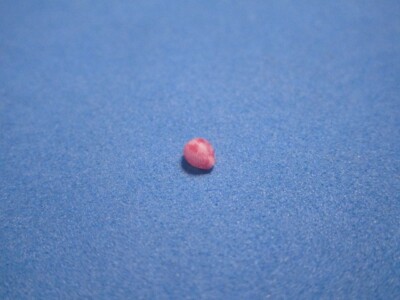 Trivia exigua (Gray,1831) "HAWAIIAN ISLANDS; DARK-PINK!" (3.7mm) | eBay