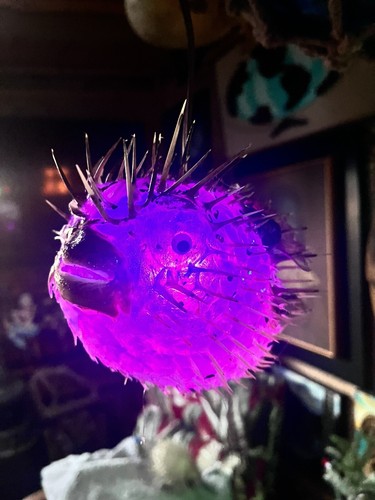 NEW 8” Puffer Fish Lamp w/ C/C Bulb LED Tiki bar Smokin Tikis Oceanic ...