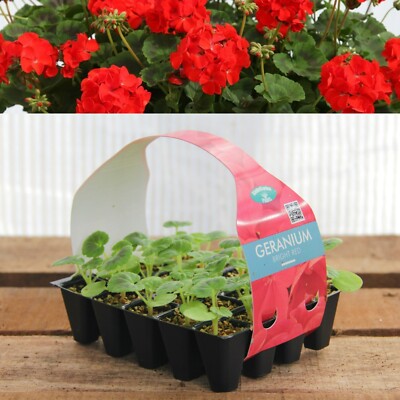 Plug Plants Geranium Bright Red - 20 Per Tray - Summer Flowering Plants ...