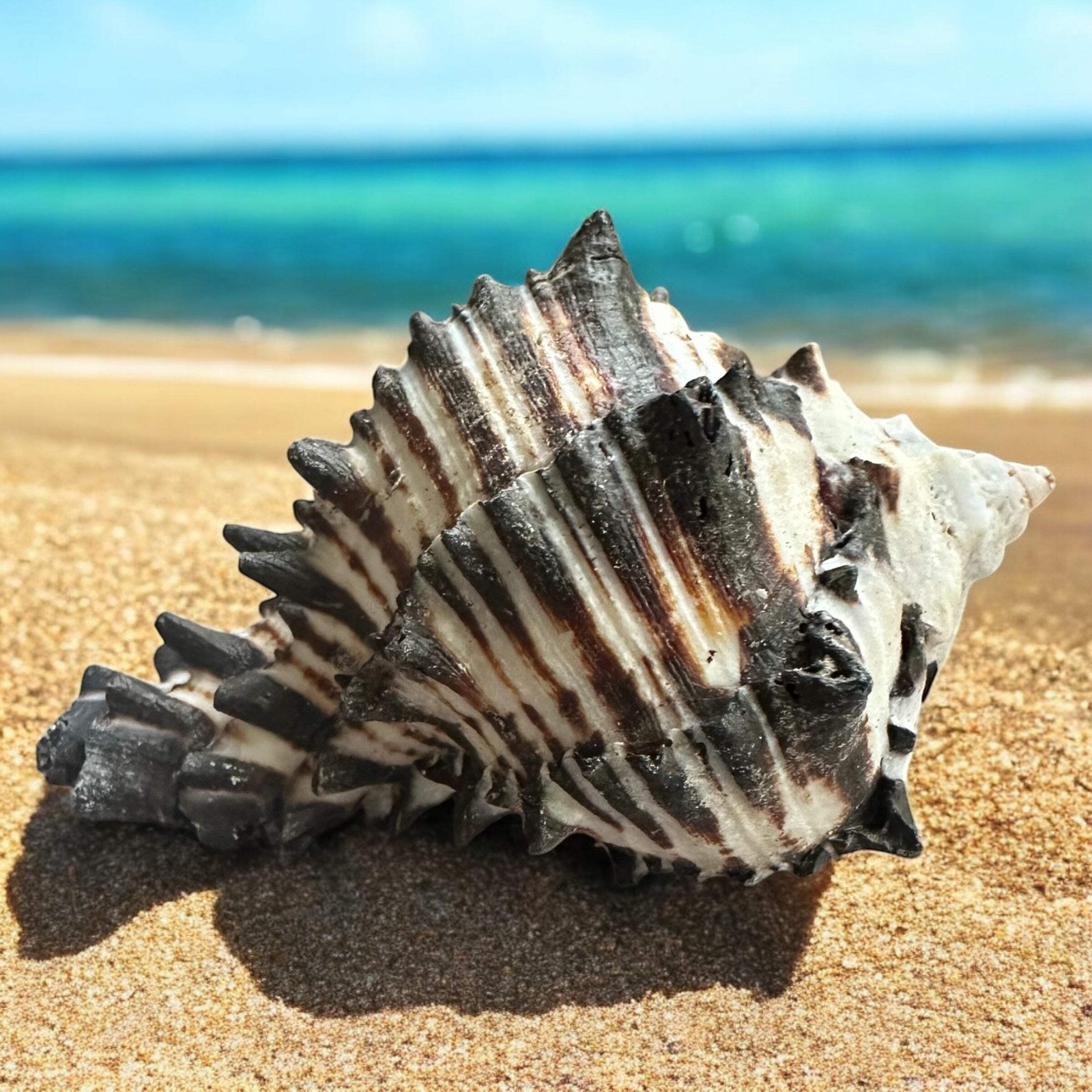 Large Conch Seashell Black White Spiky Rare Big Decorative Sea Shell ...