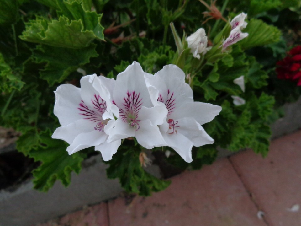 STUNNING WHITE & PURPLE PELARGONIUM FANCY REGAL GERANIUM 3 X 6" PLANT ...