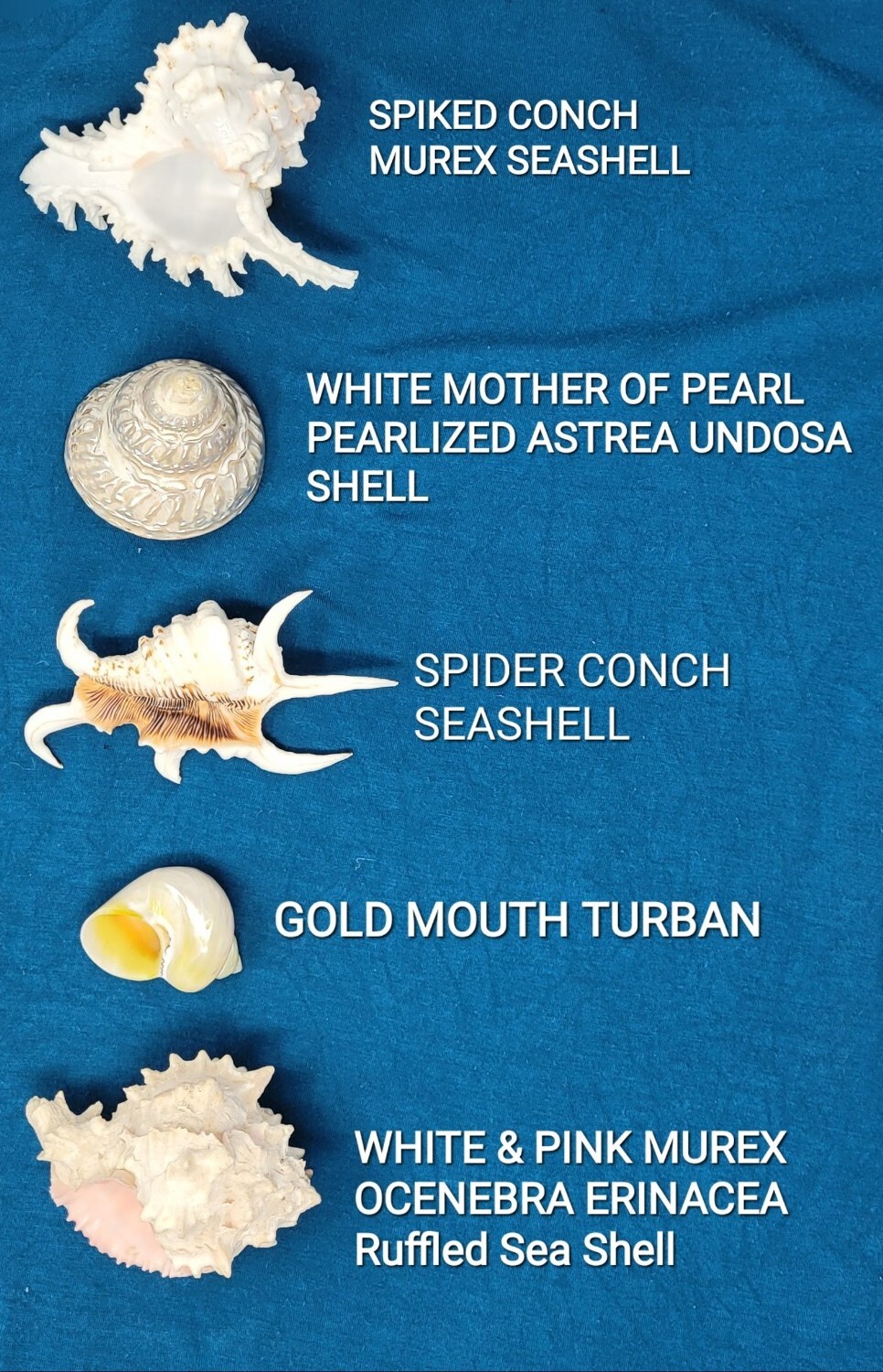 5 SEASHELLS CONCH. Spider. Spiked. Turban. Pink Murex. Pearlized Astrea ...