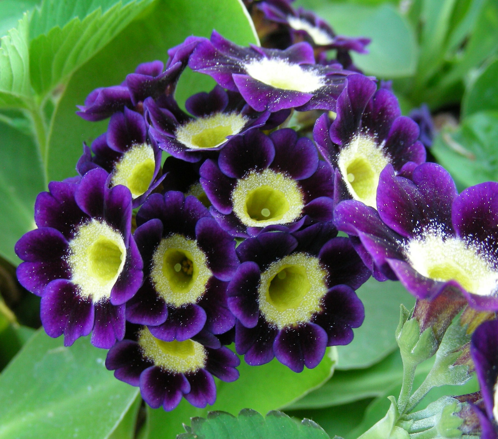 Garden or Border Auricula Seeds : Mixed Colours : Alpine Primula ...