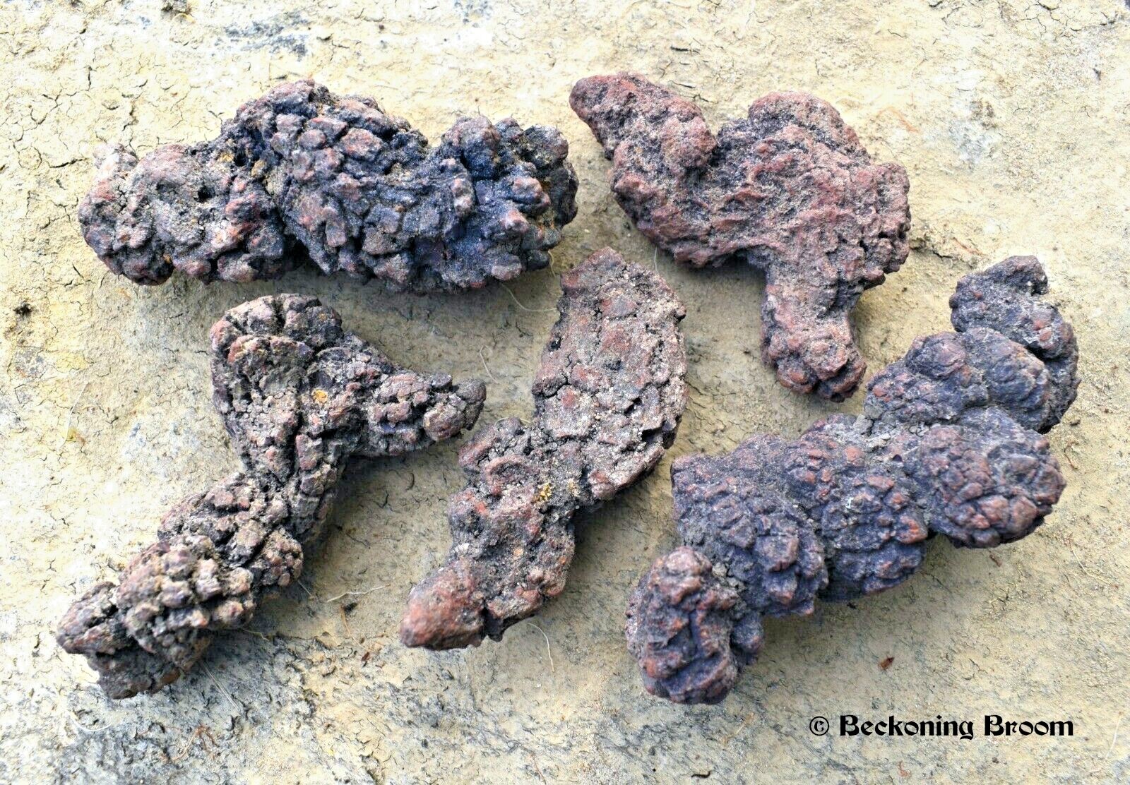 1 Piece COPROLITE Fossil Dinosaur Dung Poo Poop Crystal for Ancestral ...