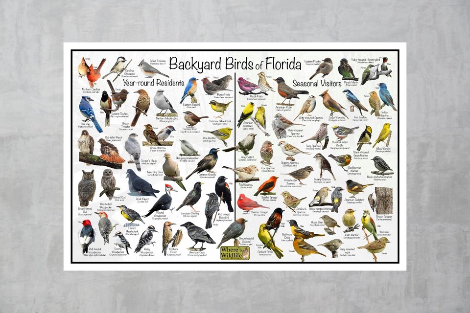 Backyard Birds of Florida Bird Identification Nature Poster / Quick ...