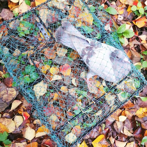 Pigeon Bird Hunting Trap Cage Sparrow Starling Spring Catching Net | eBay