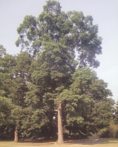 CADDO PAPERSHELL PECAN TREE 4'-6' Shade Nut Trees Live Plant Pecans ...
