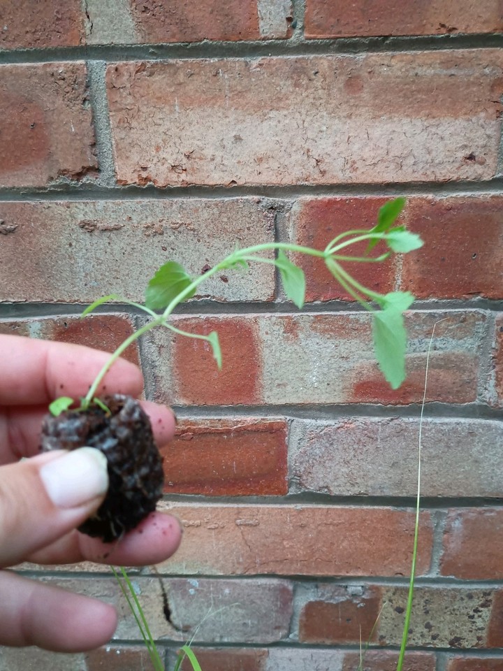 Herb White Catmint x 1 plug plants herb Nepeta cataria catnip bees ...