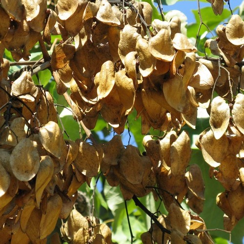 CHINESE PARASOL TREE Firmiana Simplex - 10+ SEEDS | eBay
