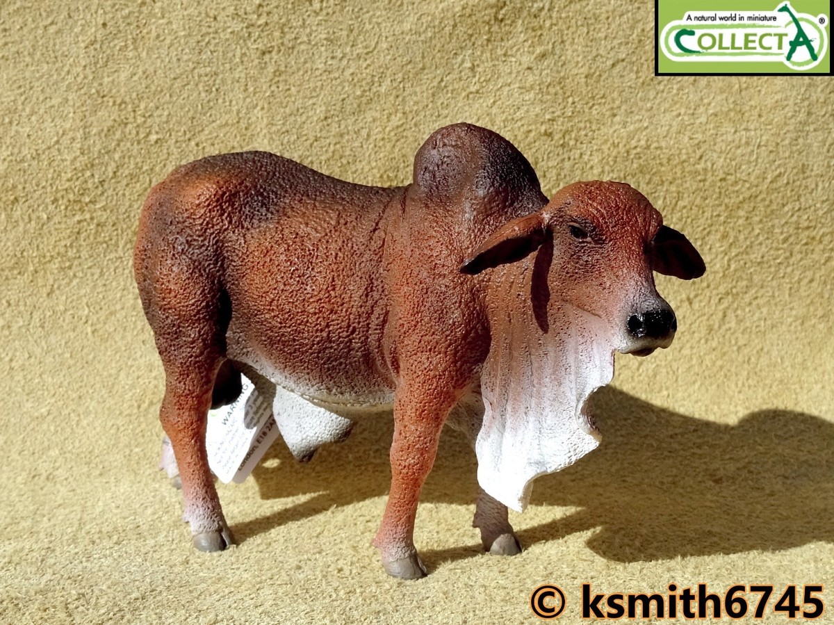 Red Brahman Bull