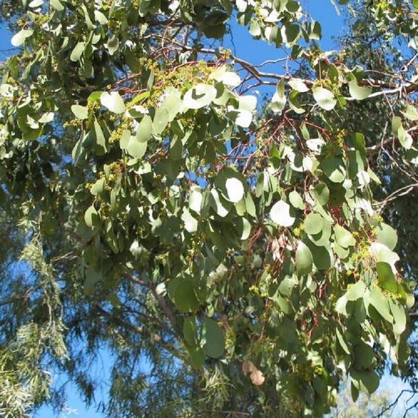 Bimble Box Eucalyptus Seeds 50 Tree Seeds | eBay