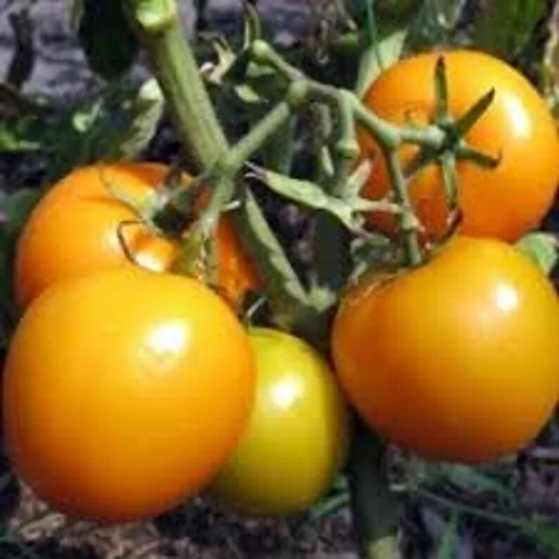 100 Golden Boy Tomato Seeds. Organic. USA Seeds. Ships free | eBay