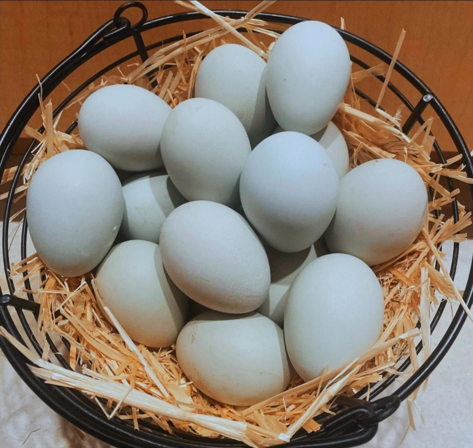 Lavender Ameraucana Hatching Eggs – Fertile, Purebred, 12 Fresh Eggs ...