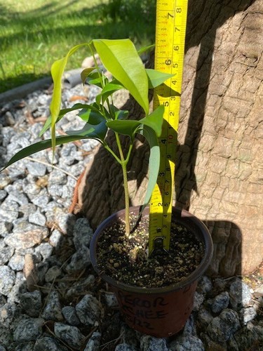 RARE EMPEROR LYCHEE SEEDLINGS VERY HEALTHY 6 TO 8 INCHES TALL.(LITCHI ...
