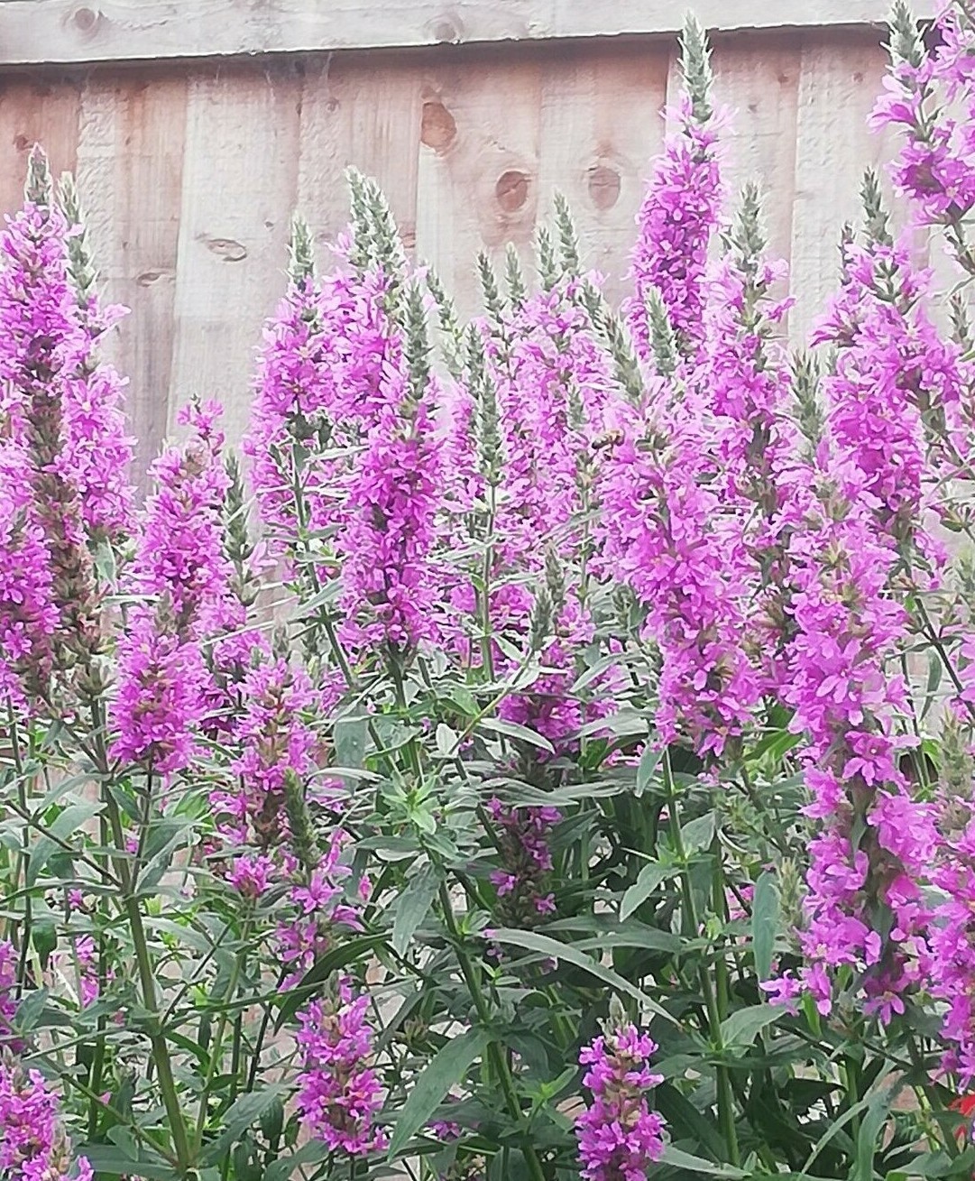 Lythrum salicaria Purple Loosestrife X 200+ SEEDS - Perennial Marginal ...